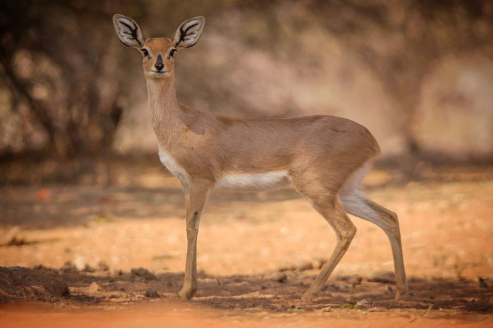 Animals I Love - The Steenbok | The Go-To Guy