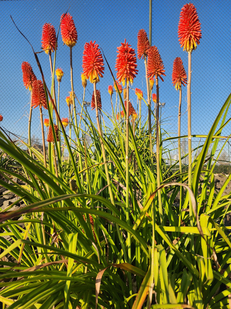 Plants I Love - The Red - Hot Poker Lily | The Go-To Guy