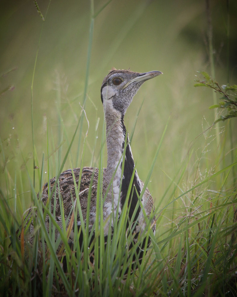 Birds I Love - The Black - Bellied Bustard | The Go-To Guy