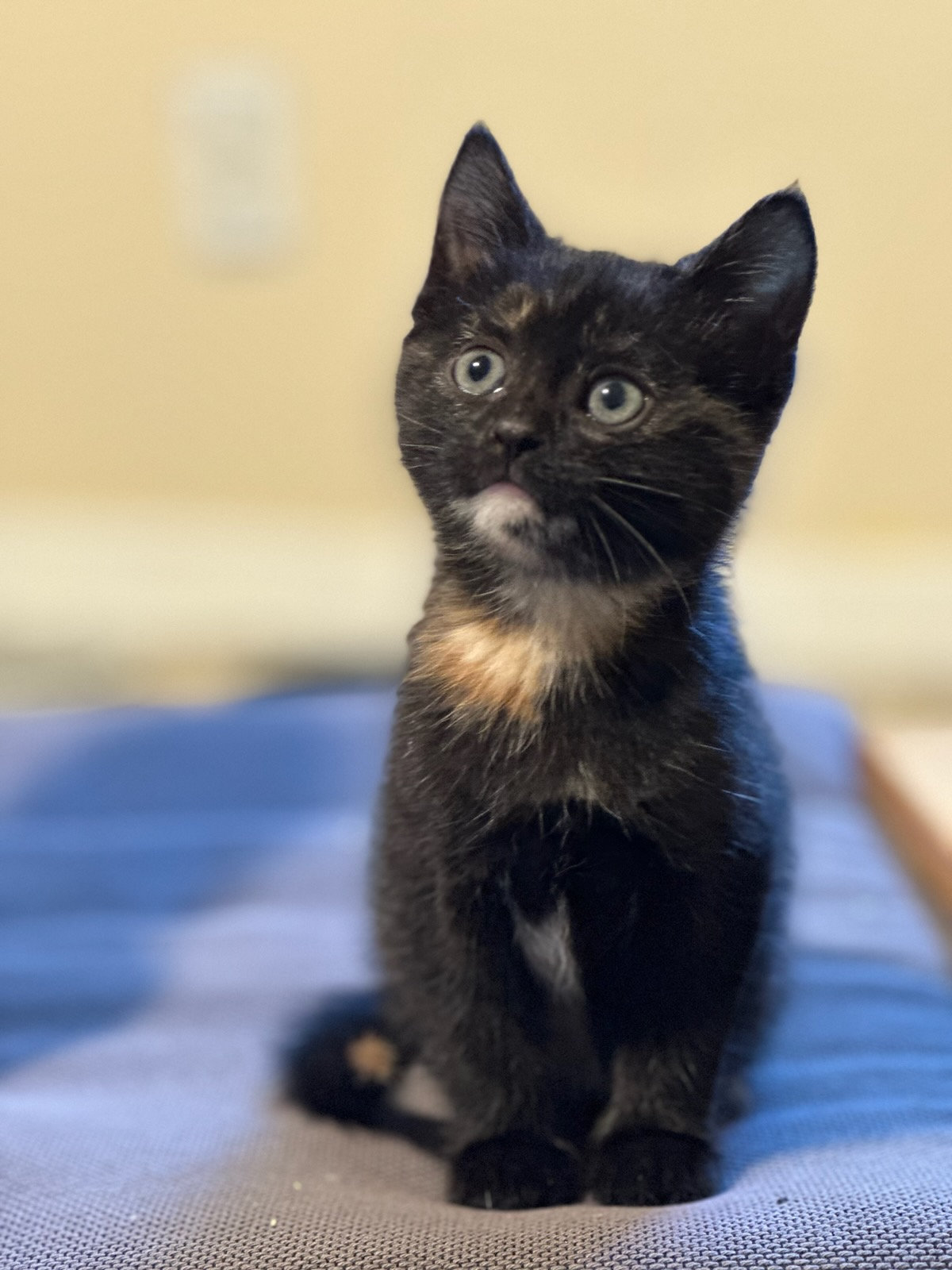 Marilla | Browncoat Cat Rescue