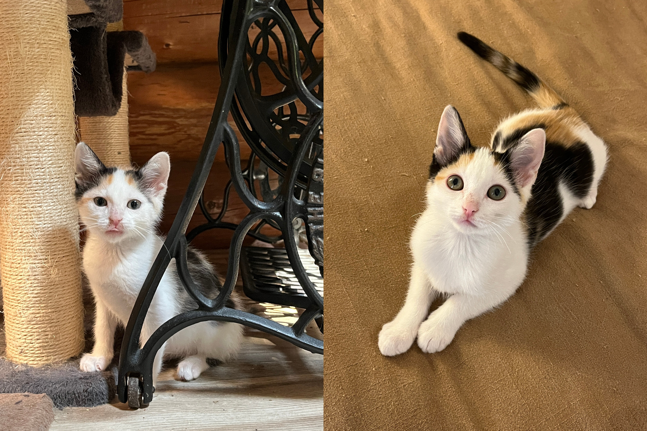Ellie | Browncoat Cat Rescue