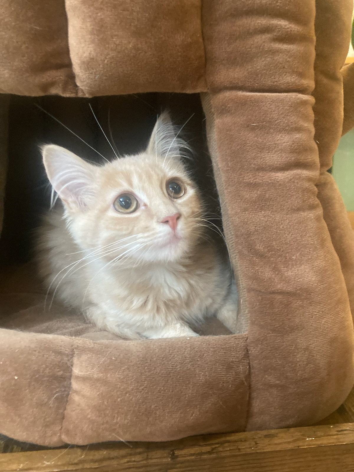 Fyron | Browncoat Cat Rescue