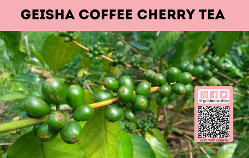 Geisha Coffee Cherry Tea | Gold Mountain Coffee Growers