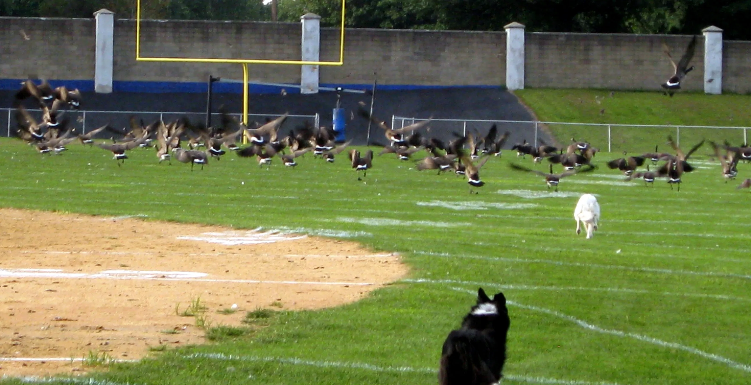 Geese Prevention New Jersey | Nj Geese Control | New Jersey