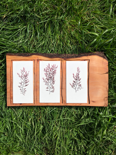 Triple Microcladia pressed seaweed | Maddy Rifka
