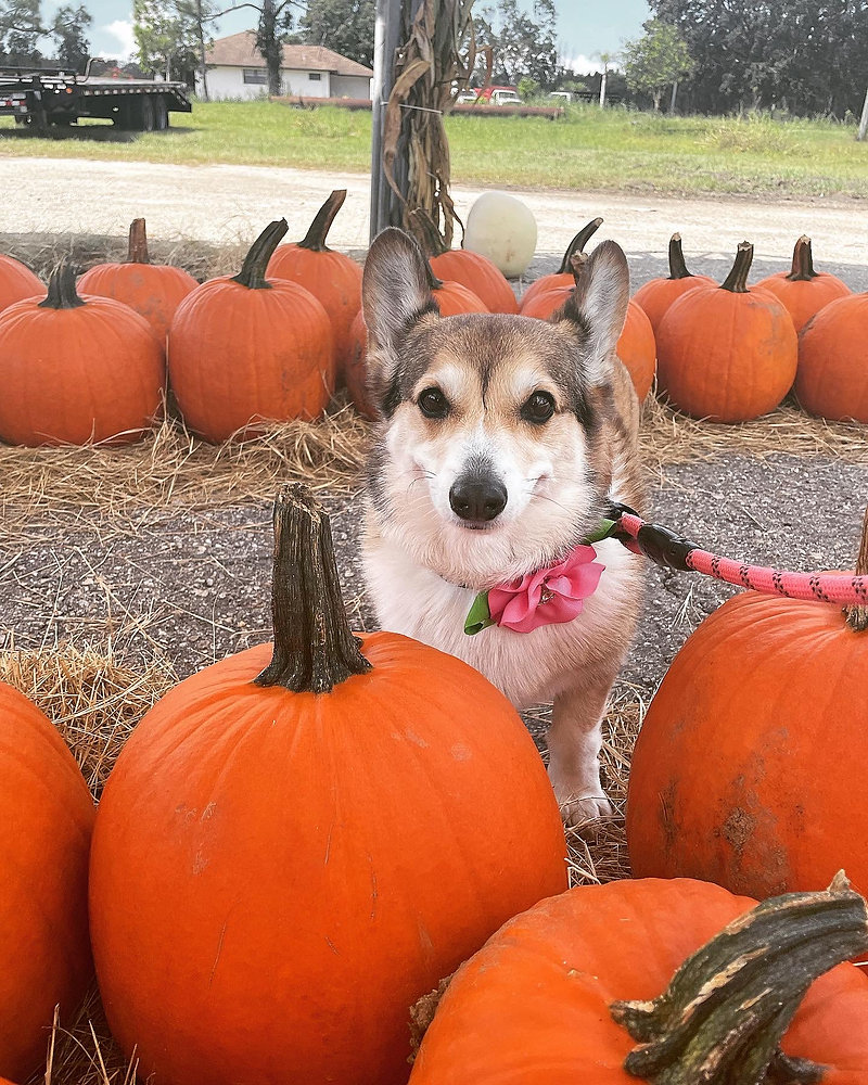 The PAWfect Pet-Friendly Fall Day in Naples, Florida