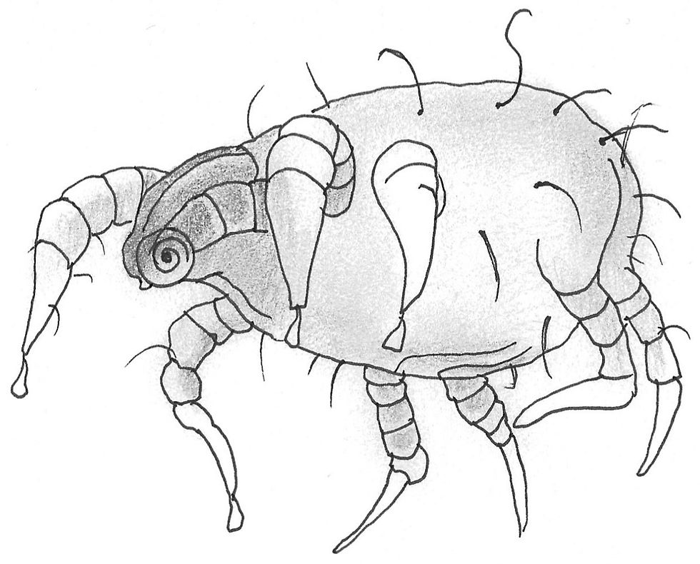 The skin microbiome or the microbes living on the skin