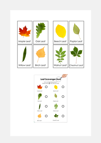 Leaf Identification Scavenger hunt | The Reggio Resource