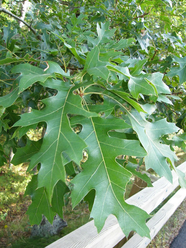 Pin Red Oak | Timber Shack