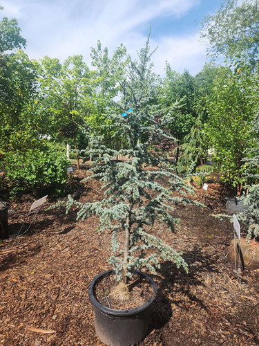 Dwarf Blue Atlas Cedar
