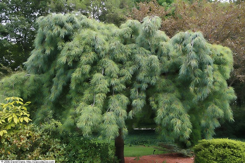 Weeping White Pine Pendula | Timber Shack