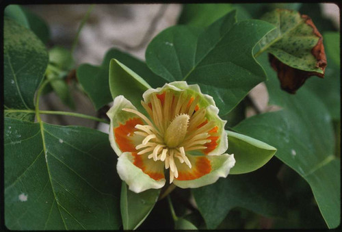 Tulip Poplar | Timber Shack