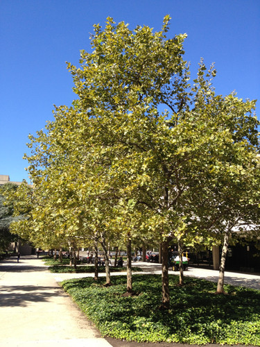 Sycamore Exclamation | Timber Shack