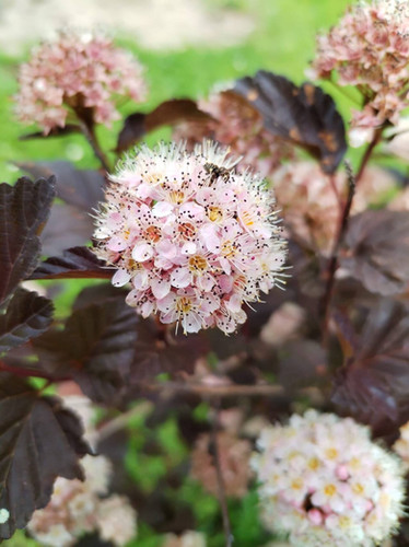 Physocarpus 'Summer Wine' | Timber Shack