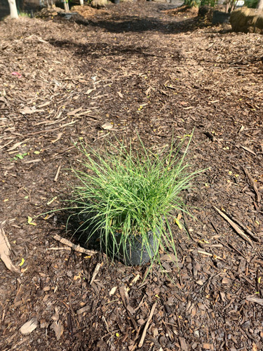 Dwarf Zebra Grass 'Little Zebra' | Timber Shack