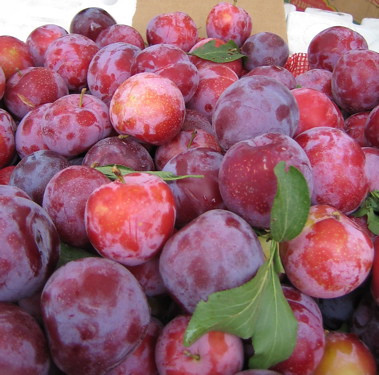 Plum Santa Rosa | Timber Shack