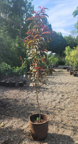 Spice Zee Nectaplum | Timber Shack