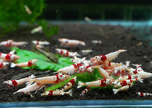 x10 PRL Shrimp - Pure Red Line. Freshwater Aquarium Shrimp | Shrimp Mania