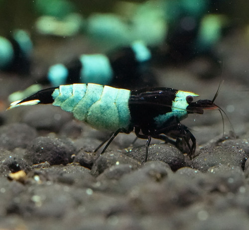 Shadow Panda Caridina Shrimp (KW Shrimps)