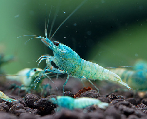 x10 Blue Bolt Shrimp mix grades | Shrimp Mania