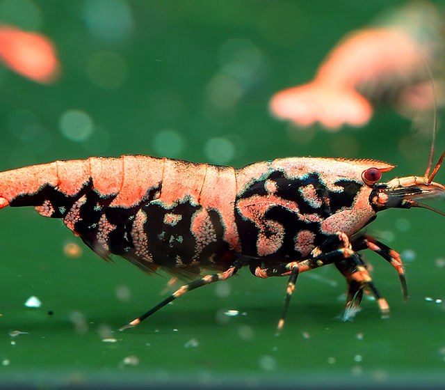 black beard algae remover