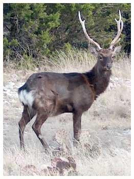 Japanese Sika | Cherokeeranch