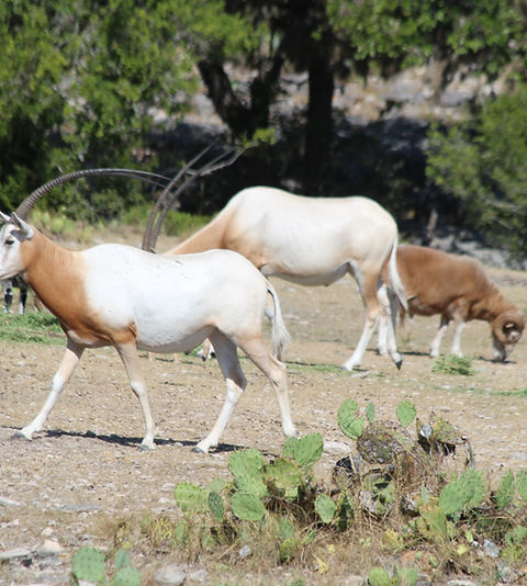 scimitar oryx