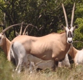 Scimbok | Cherokeeranch