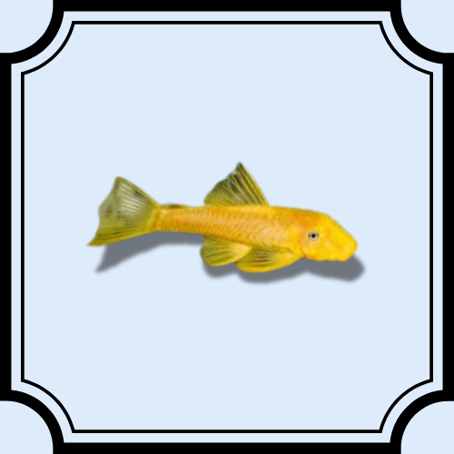 Golden Bristlenose Pleco | Dramatic Fins
