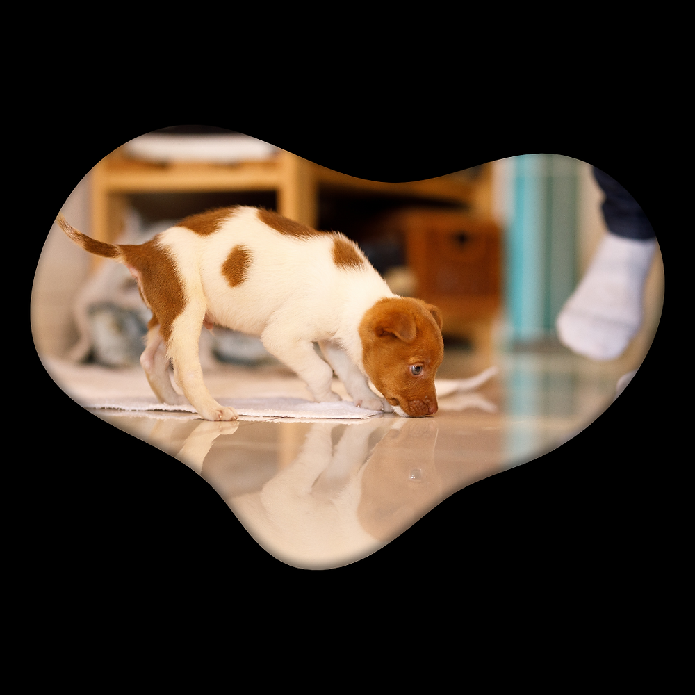 How to Successfully House-Train Your Puppy: Step-by-Step Guide