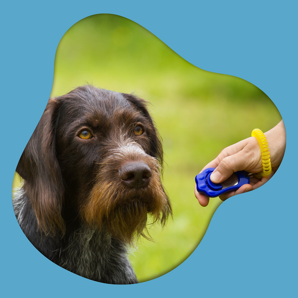 The Adolescent Dog (3/4): Effective Techniques for Positive Reinforcement