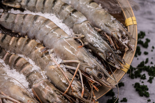 Jumbo Raw Prawn - Frozen | Food Explorer