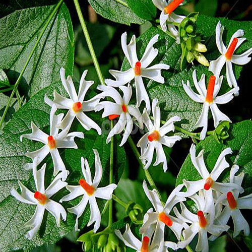 Pavalamalli The Fragrant Night-Blooming Flower | icropagri