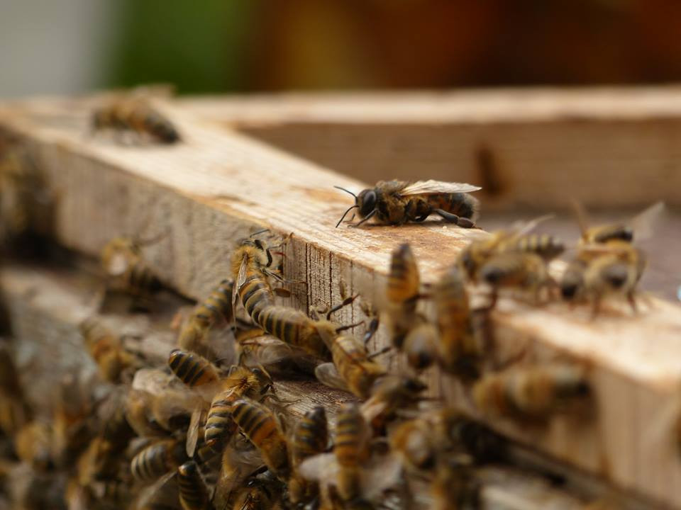 La reproduction chez les abeilles