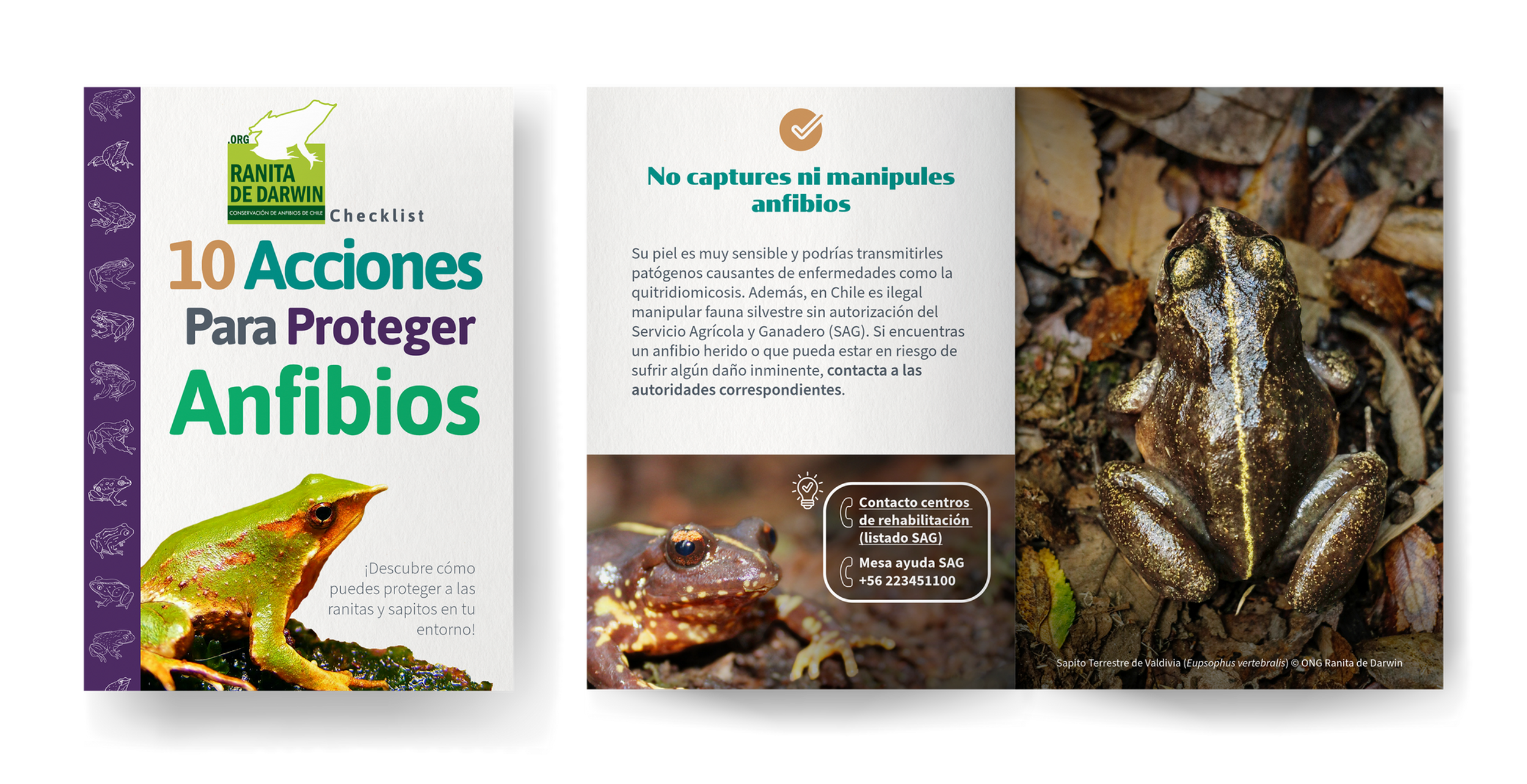 Libro 10 acciones para proteger anfibios | ONG Ranita de Darwin