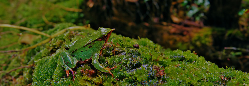Adopta a una Ranita de Darwin | ONG Ranita de Darwin