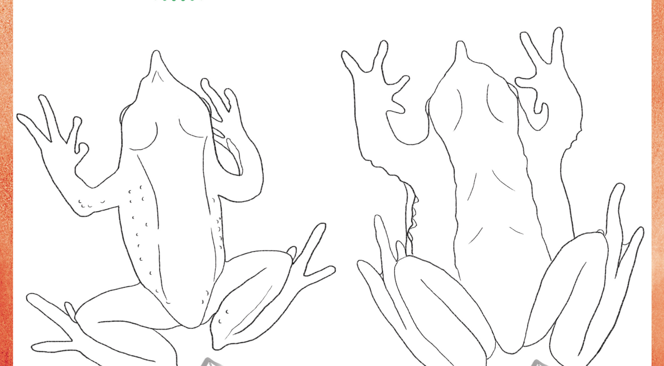 ONG Ranita de Darwin | Para Colorear