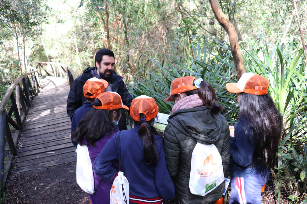 Adopta a una Ranita de Darwin | ONG Ranita de Darwin