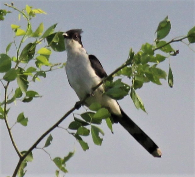Jacobin Cuckoo ( चातक पक्षी ) : A Bird known as Harbinger of Rains