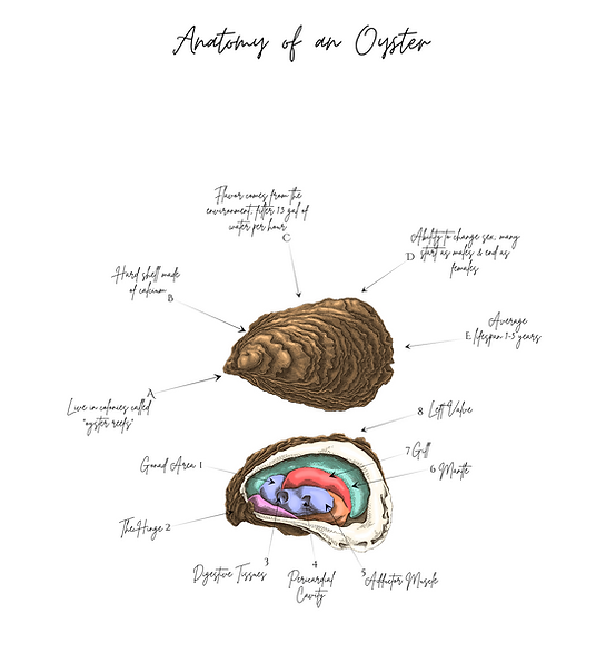 oyster anatomy and function