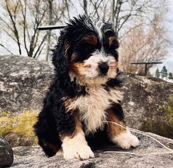 Bernie Babies | Skye Farm