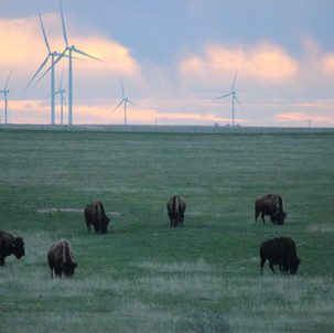 GALLERY | Buffaloridgefarm