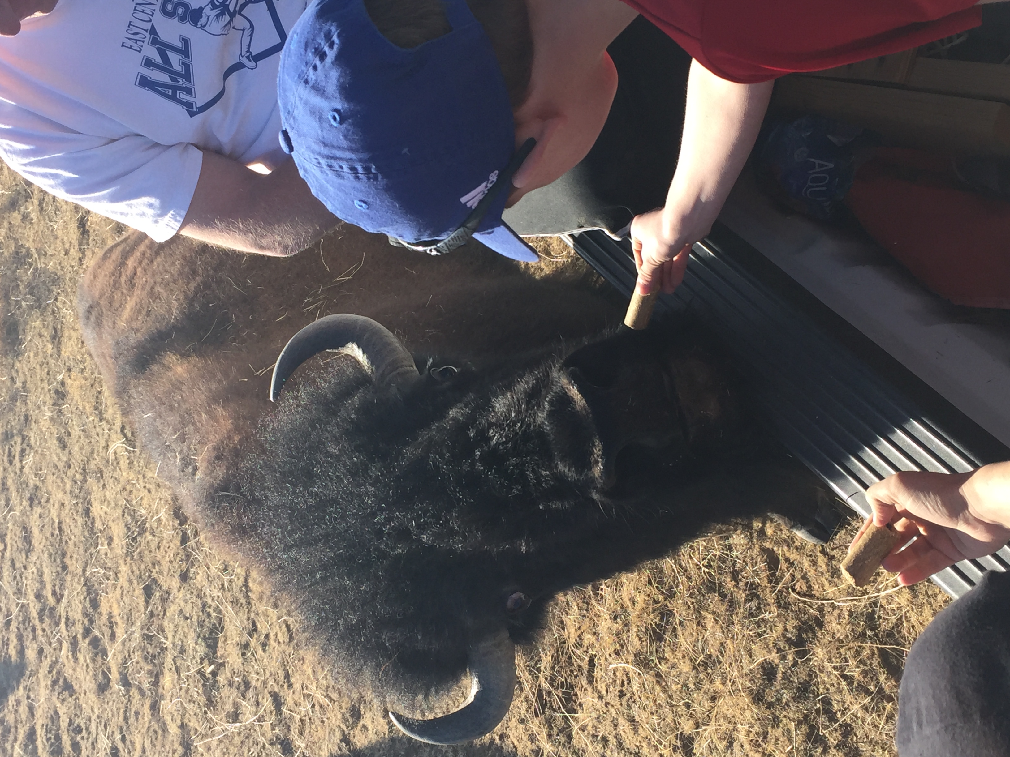 ACTIVITIES | Buffaloridgefarm