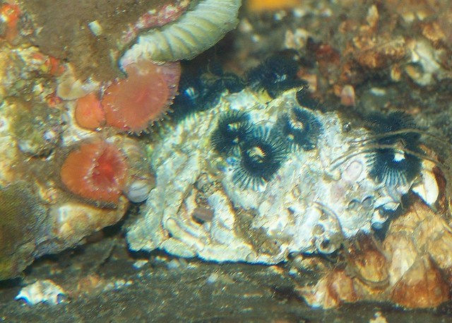 Tube/Fan Worms | nzmarinekeepers