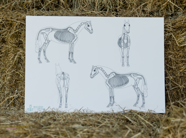 Equine Multi-view whiteboard | My Site 2