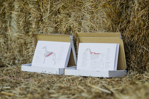 Muscle Flashcard Bundle | My Site 2