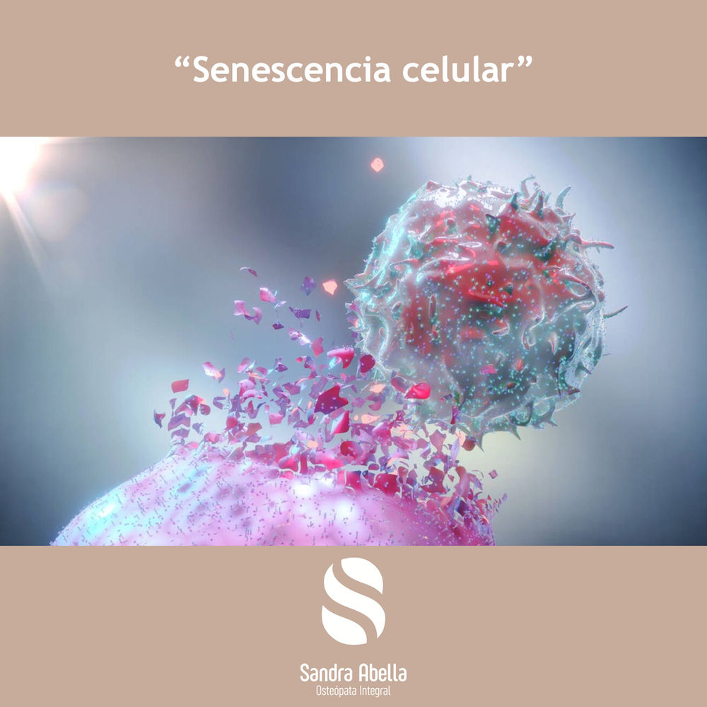 Senescencia celular