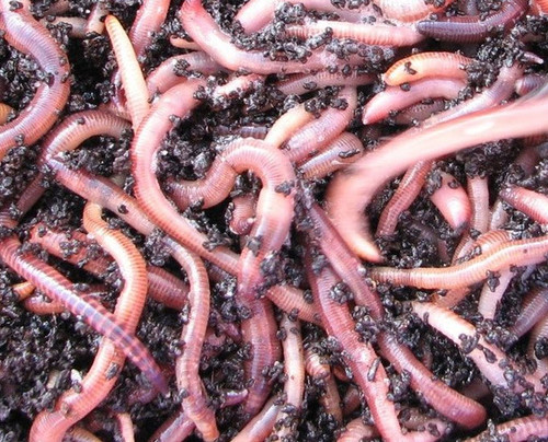 Dendrobena Mix mit ca. 15 Stück | Bienenmadenmann