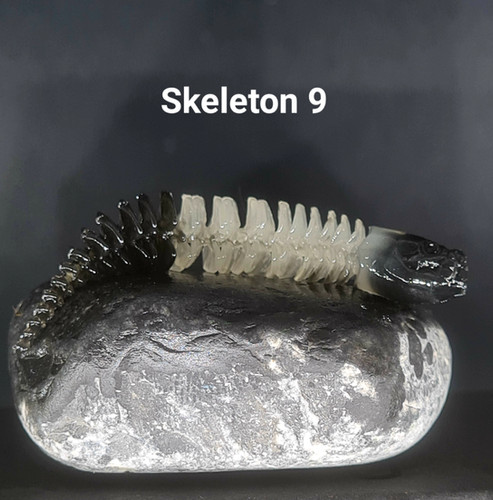 Turbolures Skeleton 9 | Bienenmadenmann