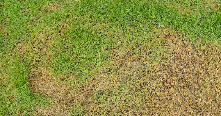 Why Is My Lawn Turning Yellow?